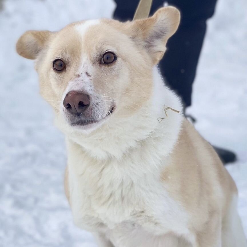 Взрослая собака в добрые руки