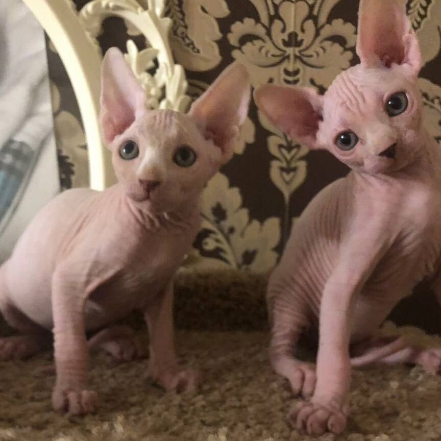 Канадский сфинкс котёнок