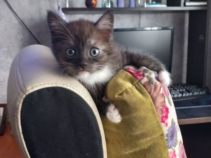 Кошки