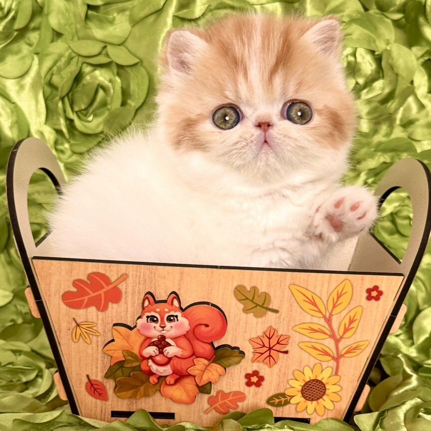 Экзотический короткошёрстный котёнок