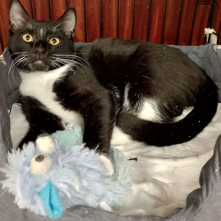 Заберите малышей домой