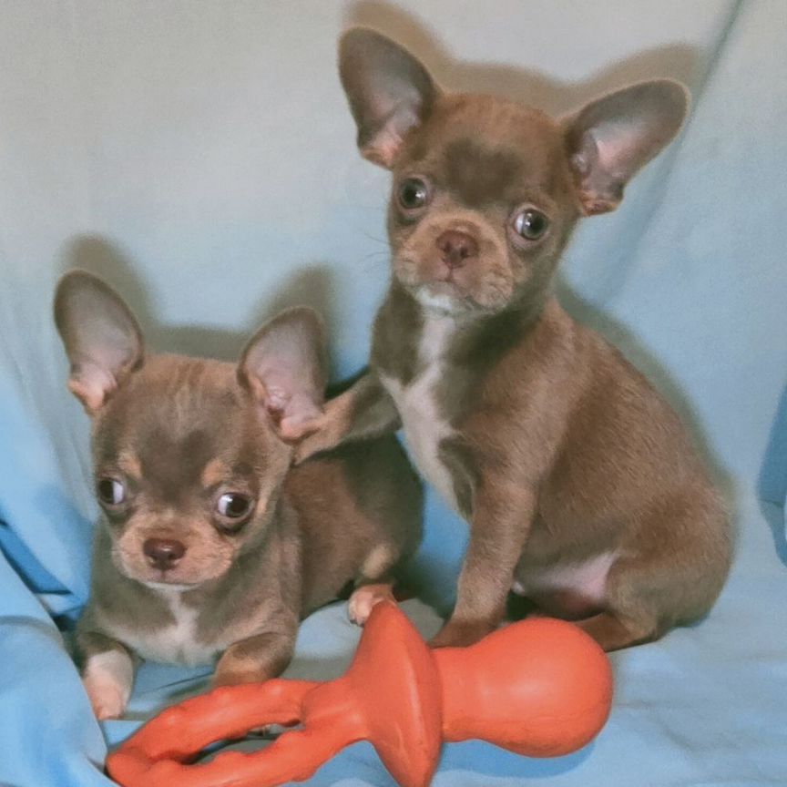 Чихуахуа, щенок