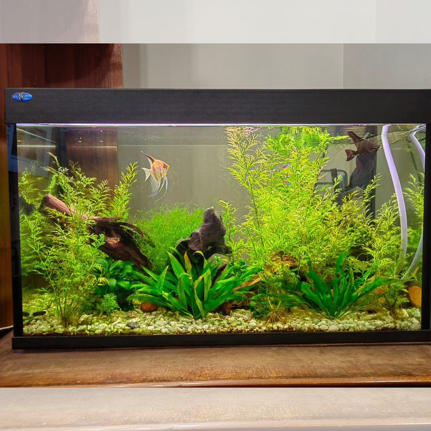 Готовый аквариум с фильтром Teta ex700, тумба