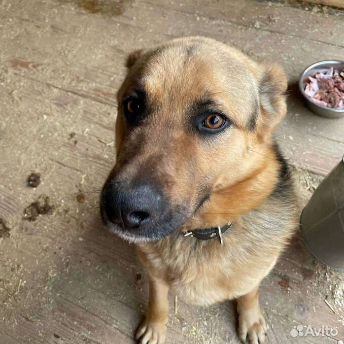 Собака в добрые руки, Милый Малыш ищет дом