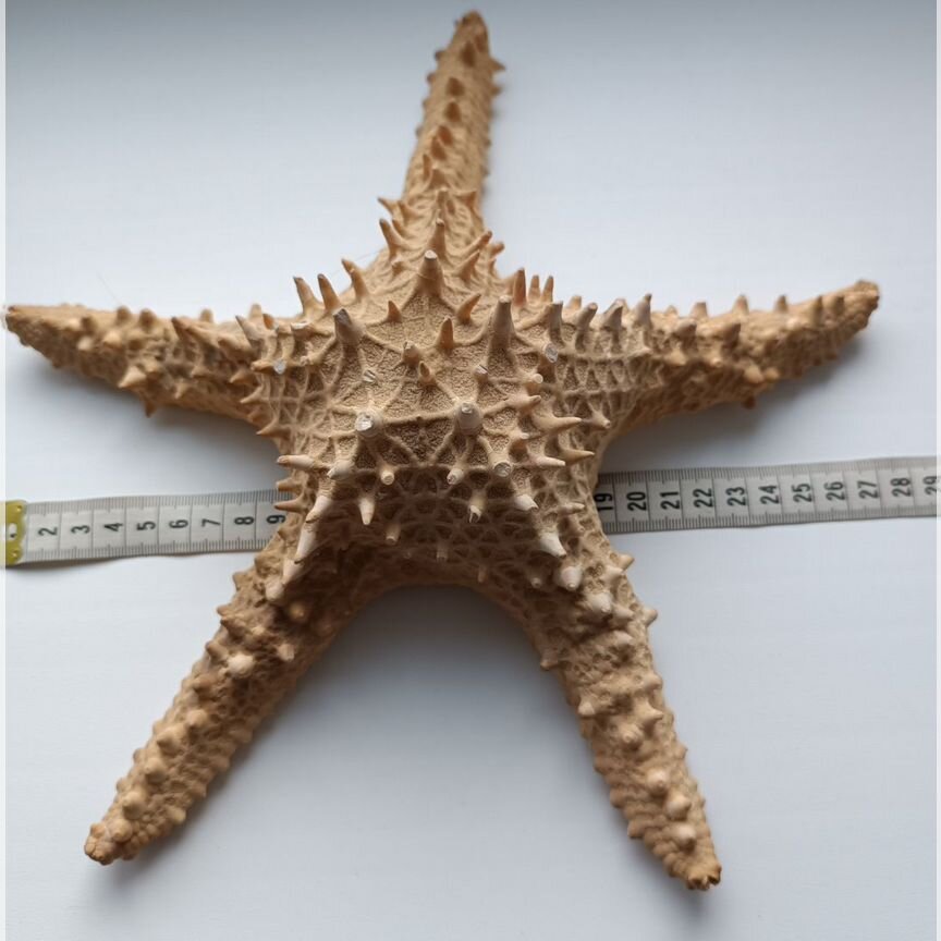 Морская звезда