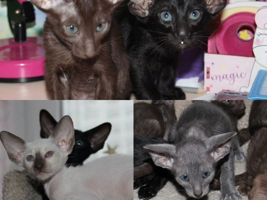 Ориентальные котята малыши