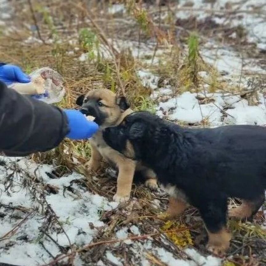 Пухляши в гараж