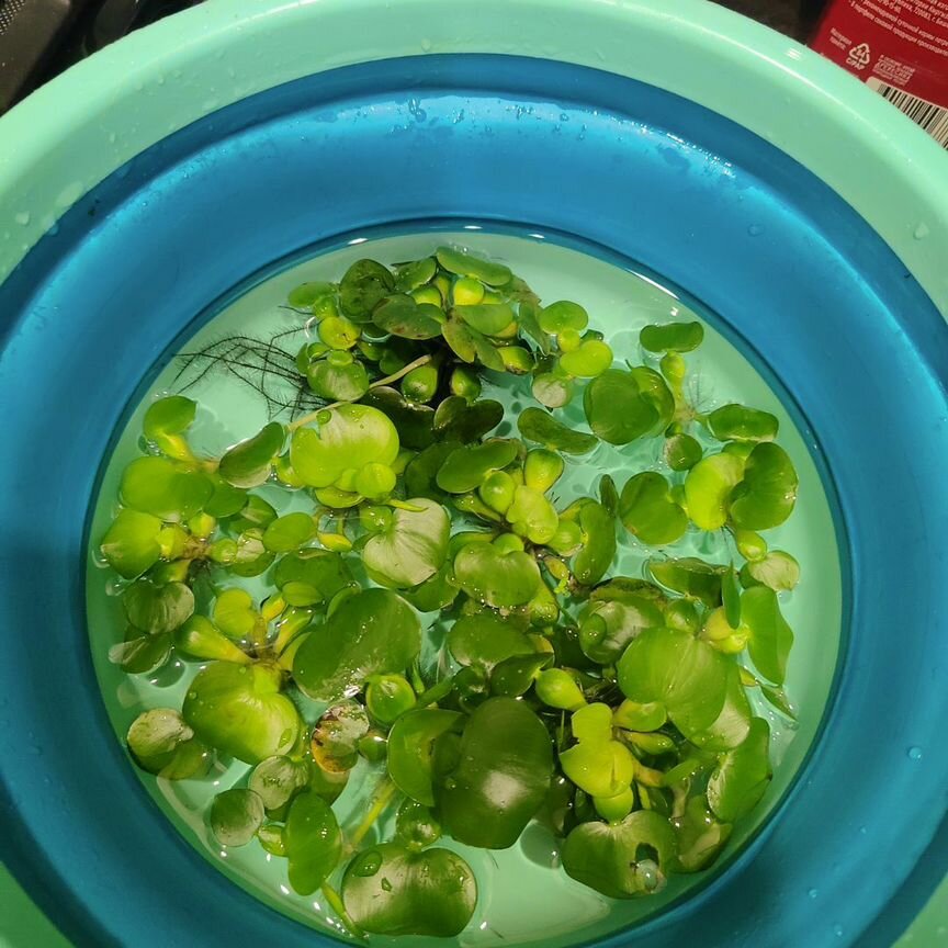 Аквариумное растение, водоросли, гиацинт водный
