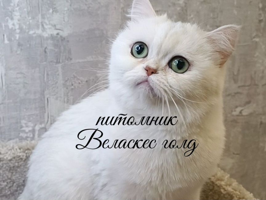 Британская белоснежка