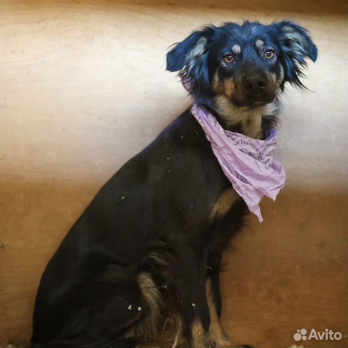 Нежная собачка Фифа ищет дом