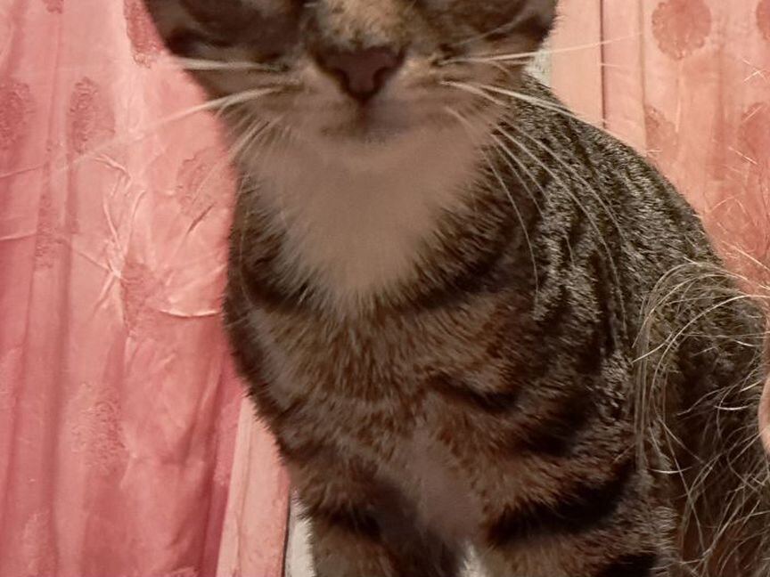 Лучший в мире котенок