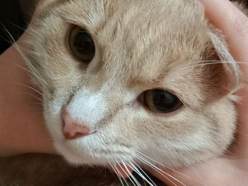 Котик в дар