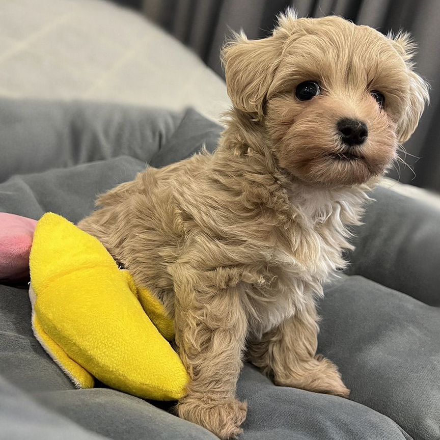 Мальтипу, щенок