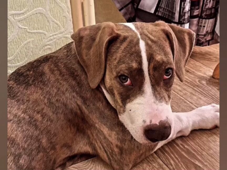 Стаффордширский терьер