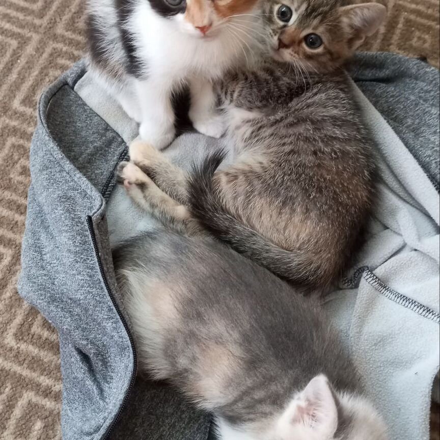 Котята-девочки в добрые руки