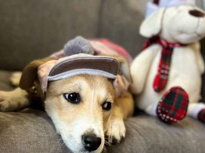 Собака