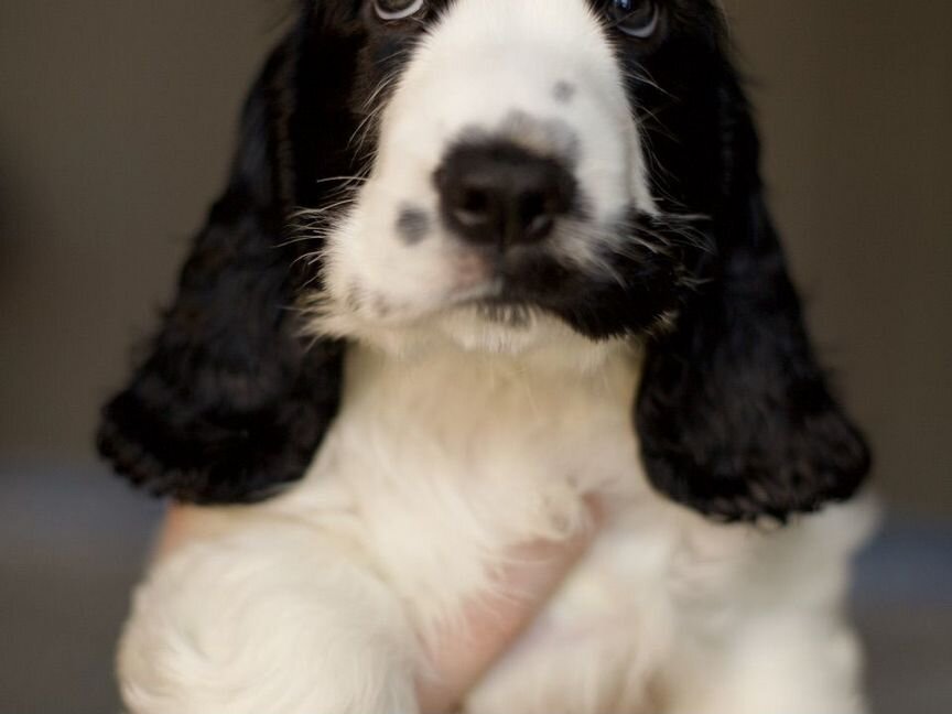 Щенок английский кокер спаниель