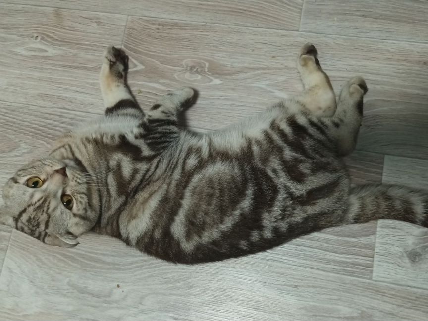 Шотландская