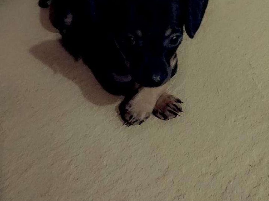 Маленькая собака