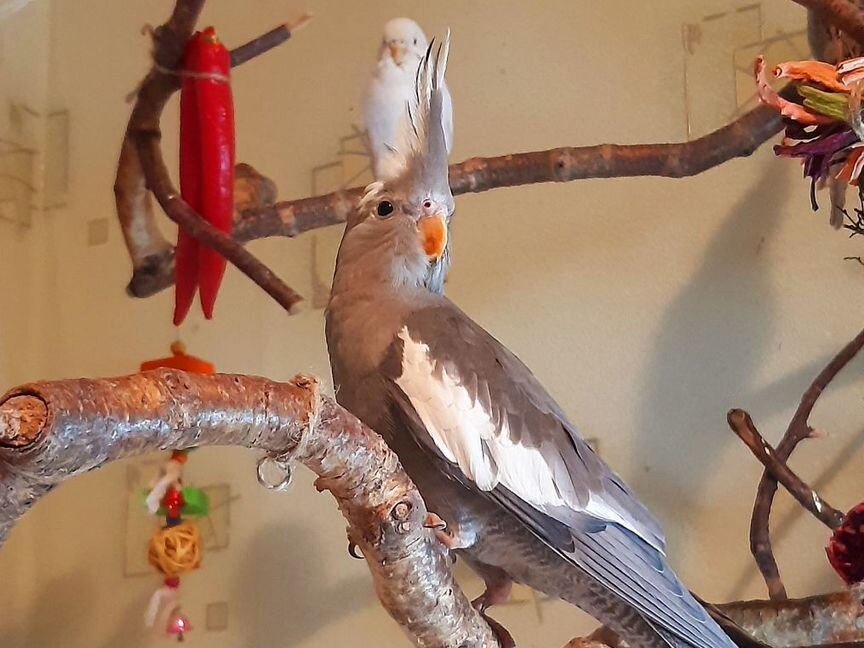 Корелла, птенцы