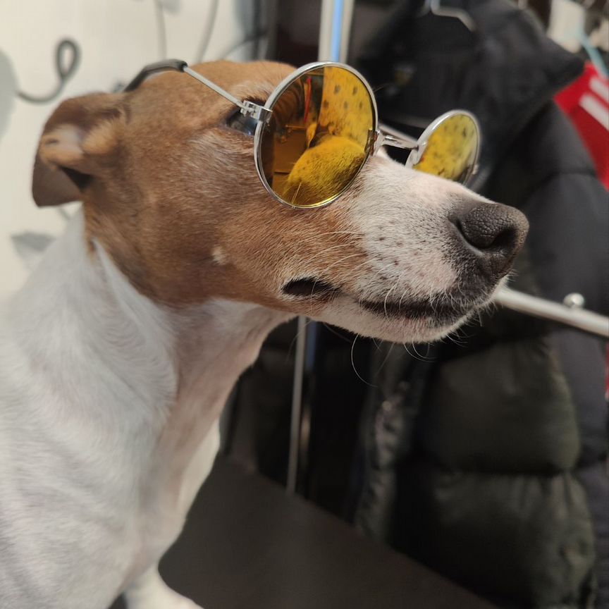 Очки для животных