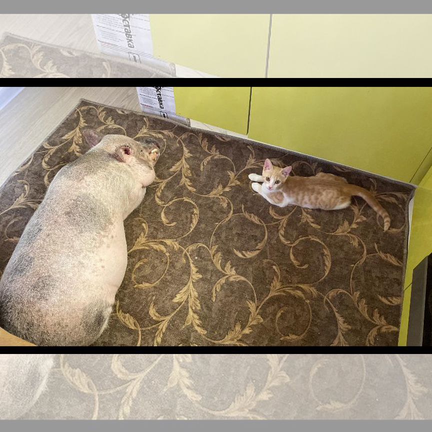 Взрослый кот в добрые руки