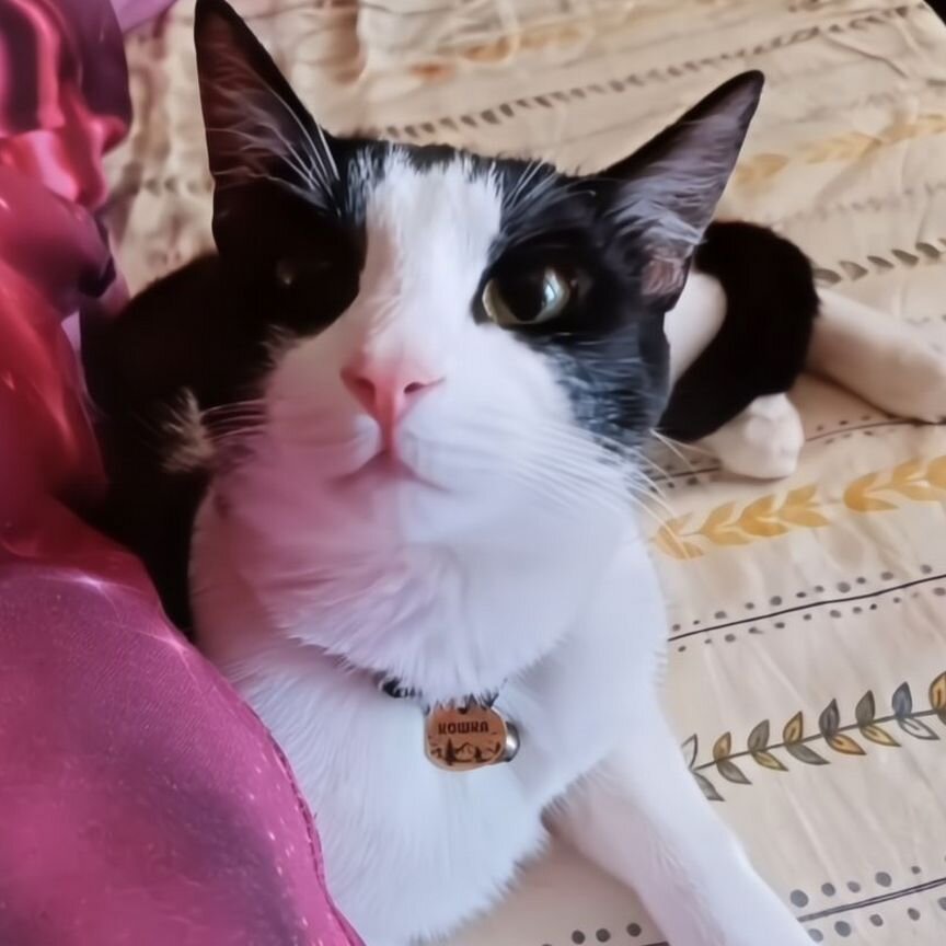 Взрослая кошка в добрые руки