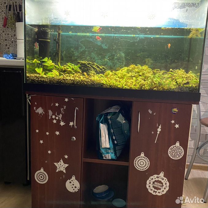 Аквариум с рыбками бесплатно бронь