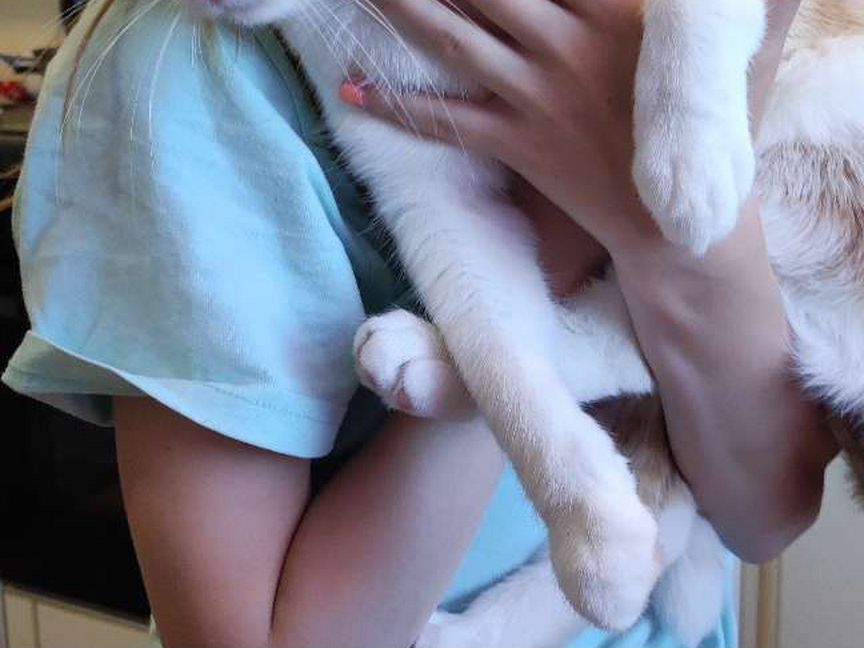 Коты в добрые руки
