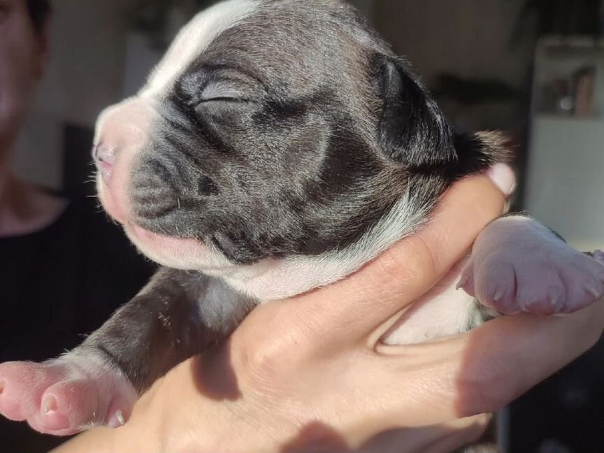 Щенки американского стаффордширского терьера