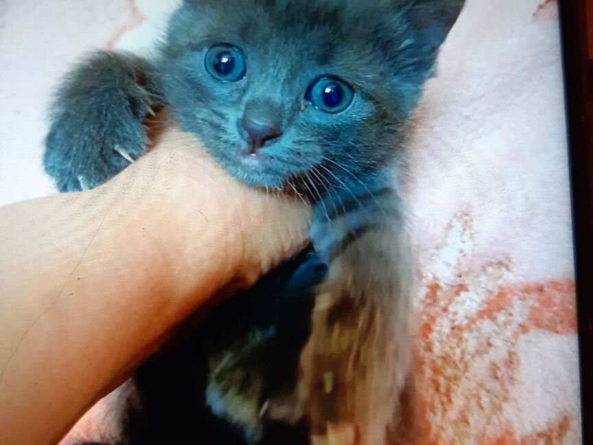 Русская голубая котята