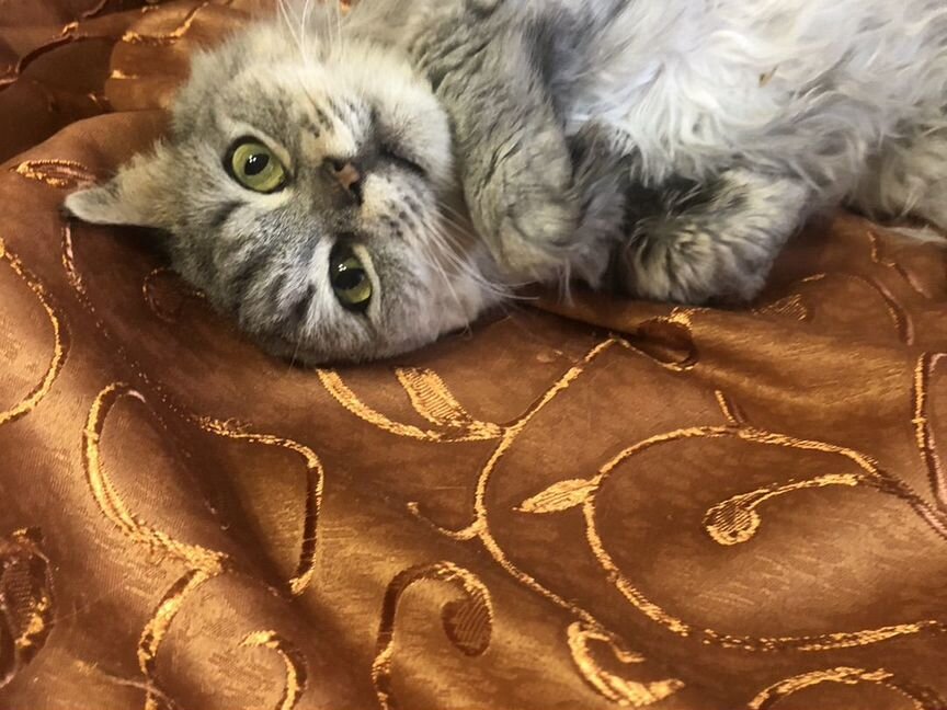 Взрослая кошечка в добрые руки