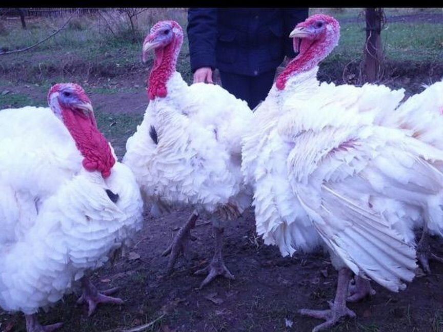 Суточный индюк