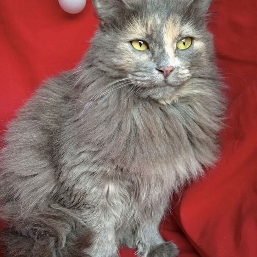 Котик в добрые руки