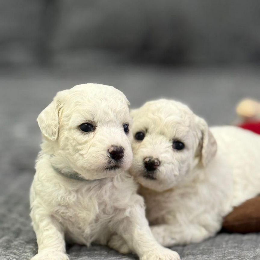 Бишон -фризе С документами РКФ