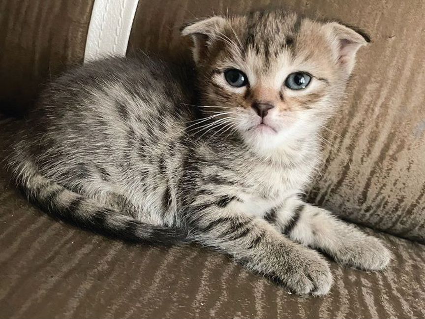 Шотландская вислоухая котик. Подарю