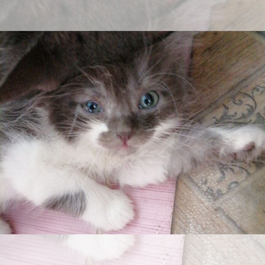 Котёнок в добрые руки