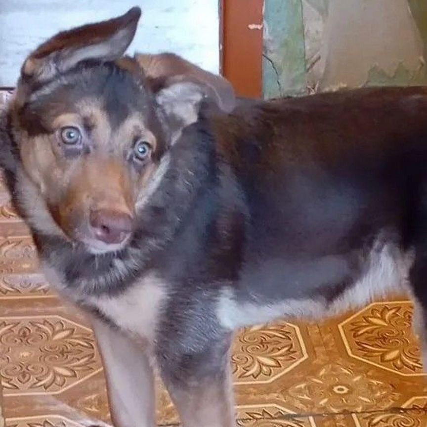 Щенок Гуфи, 5 месяцев, средний размер