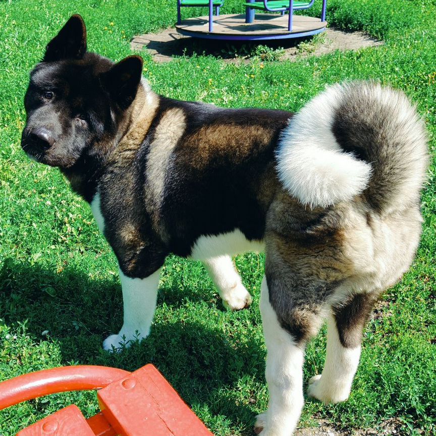 Я мальчик Рокки, ищу девочку