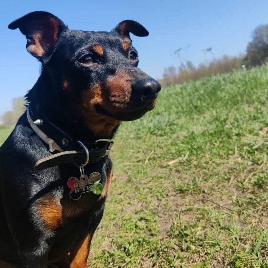 Вязка цвергпинчер