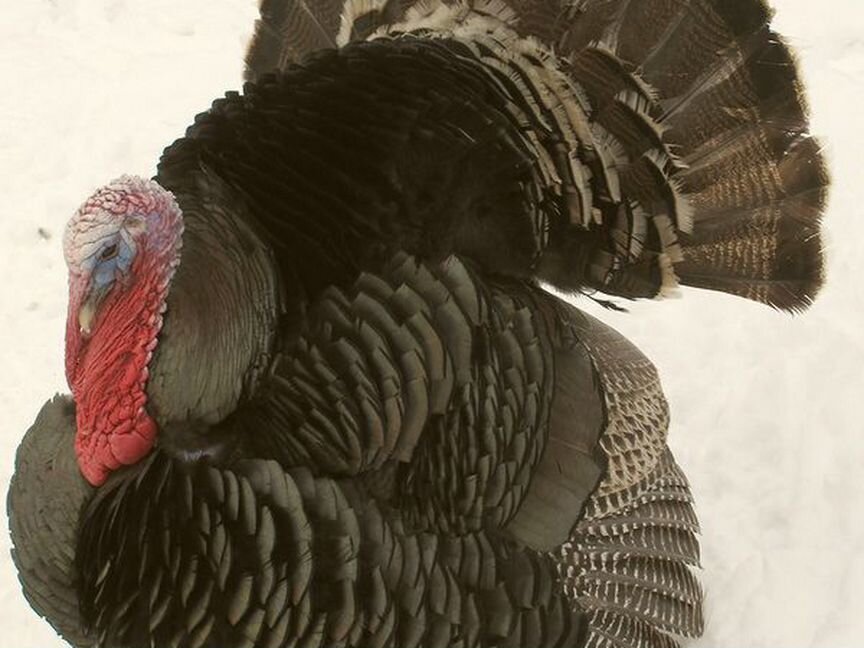 Индюки на племя