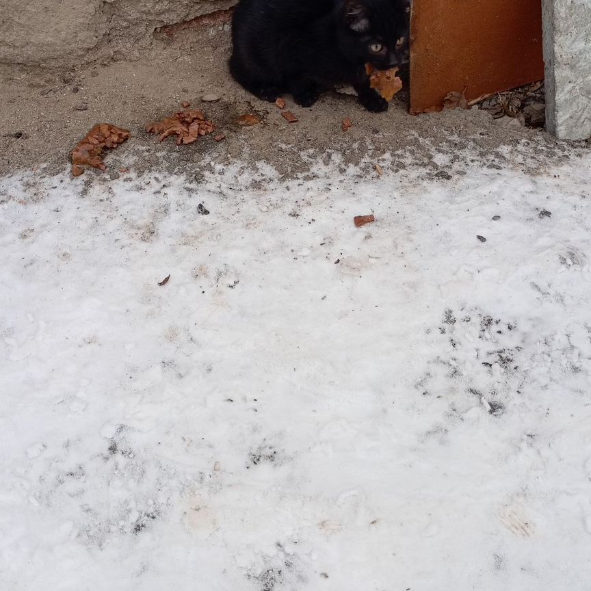 Котята чёрные