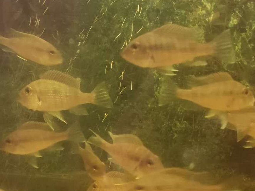 Живая рыба малек геофагус красноголовый