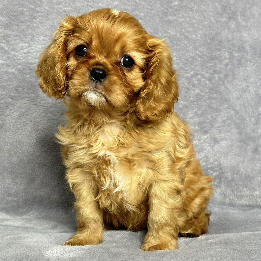 Кавалер кинг-чарльз-спаниель, щенок