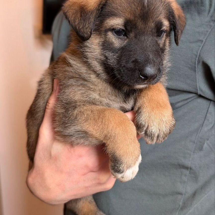 Щенок ищет дом