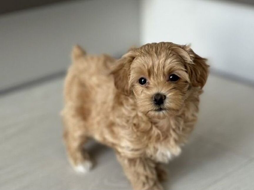 Мальтипу ф1 девочка