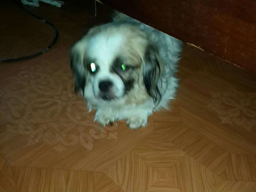 Щенки пекинеса