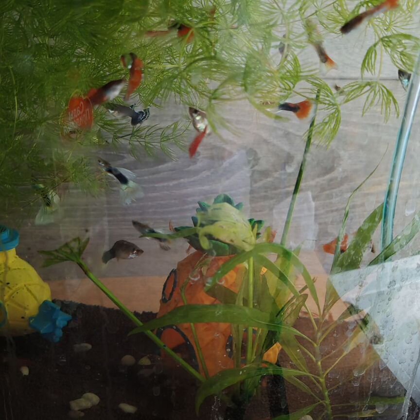 Отдам гуппи рыбки