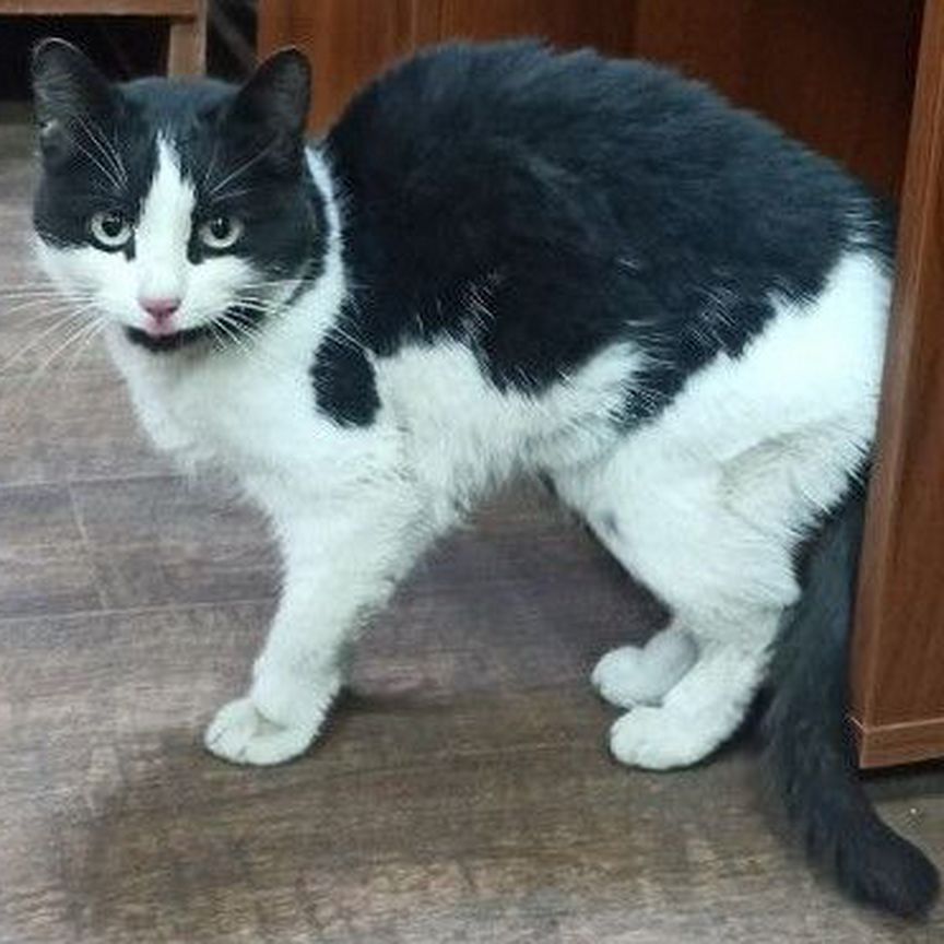 Взрослая, Девочка кошка в добрые руки