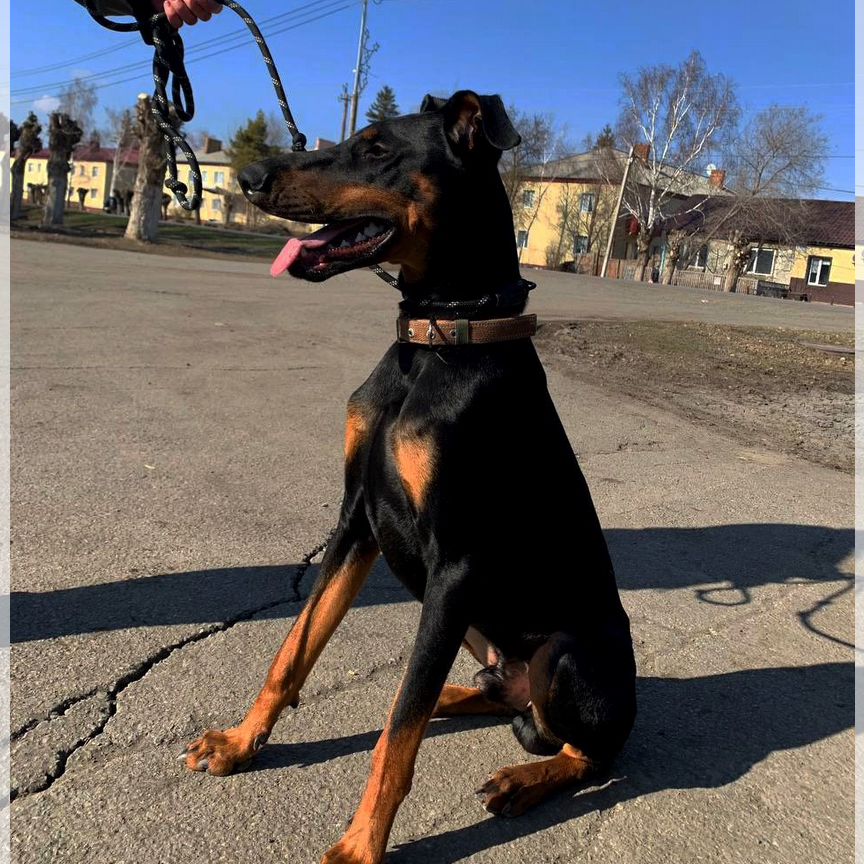 Доберман, щенок